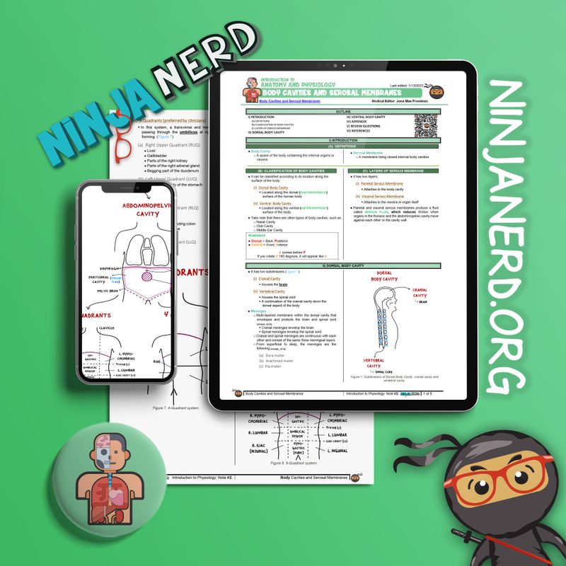 Body Cavities & Serosal Membranes - Notes - NinjaNerd Medicine